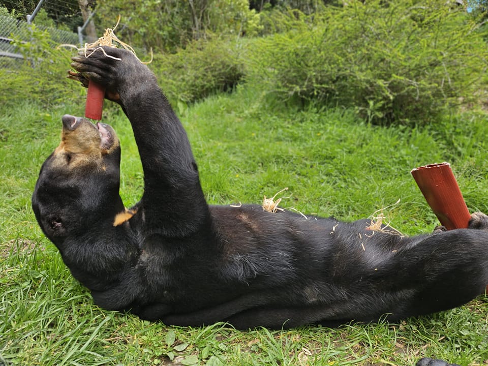 Gifts for Our Animals – Wellington Zoo Shop